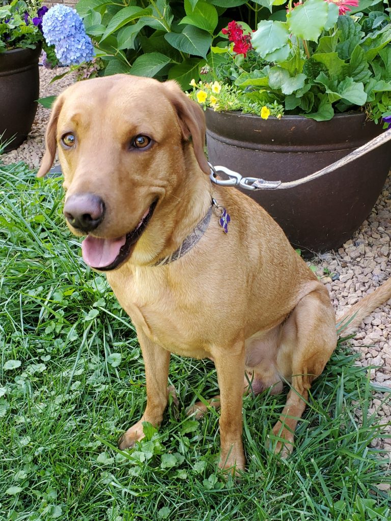 Stud – Grove British Labs