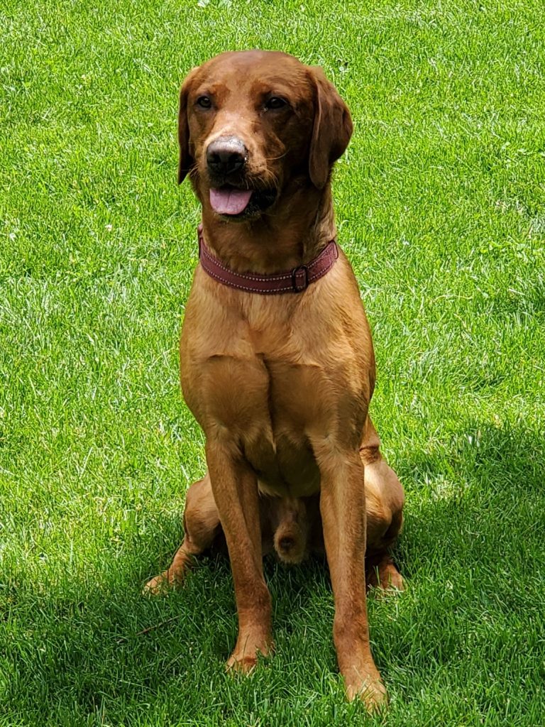 Stud – Grove British Labs