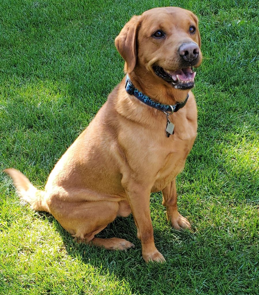 Stud – Grove British Labs