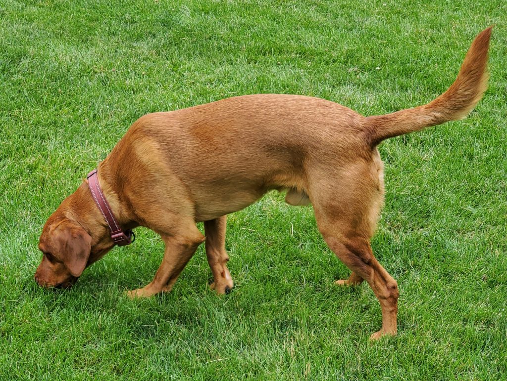 Stud – Grove British Labs