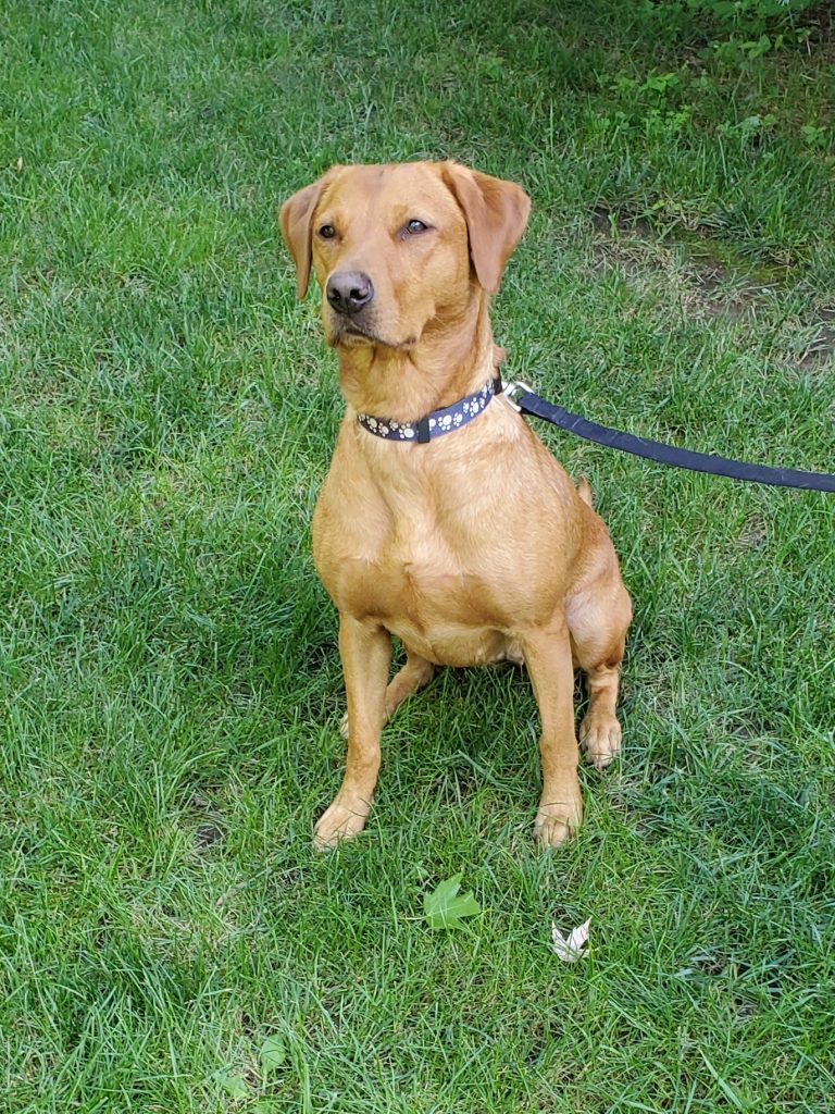 Dams – Grove British Labs