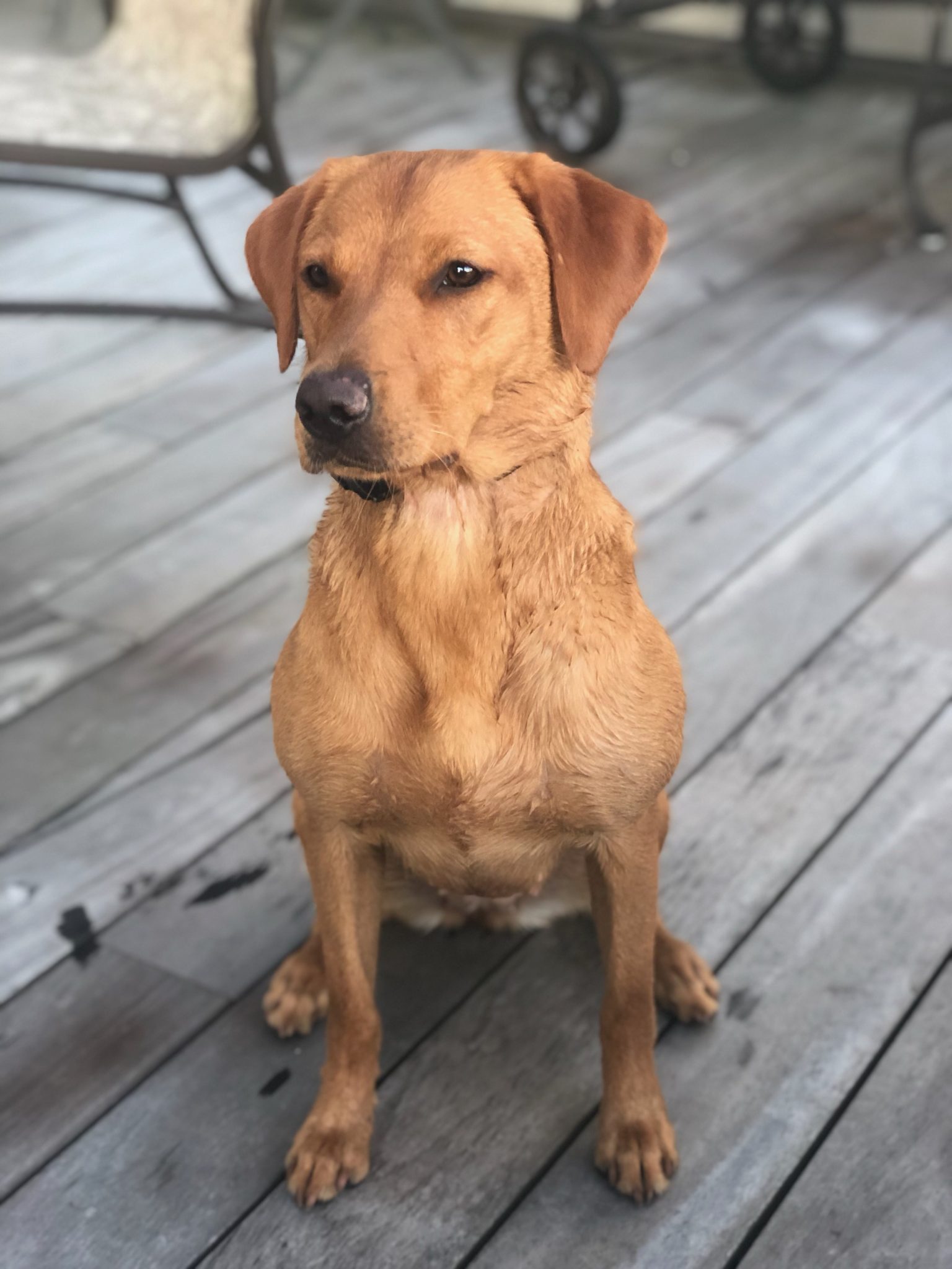 Dams – Grove British Labs