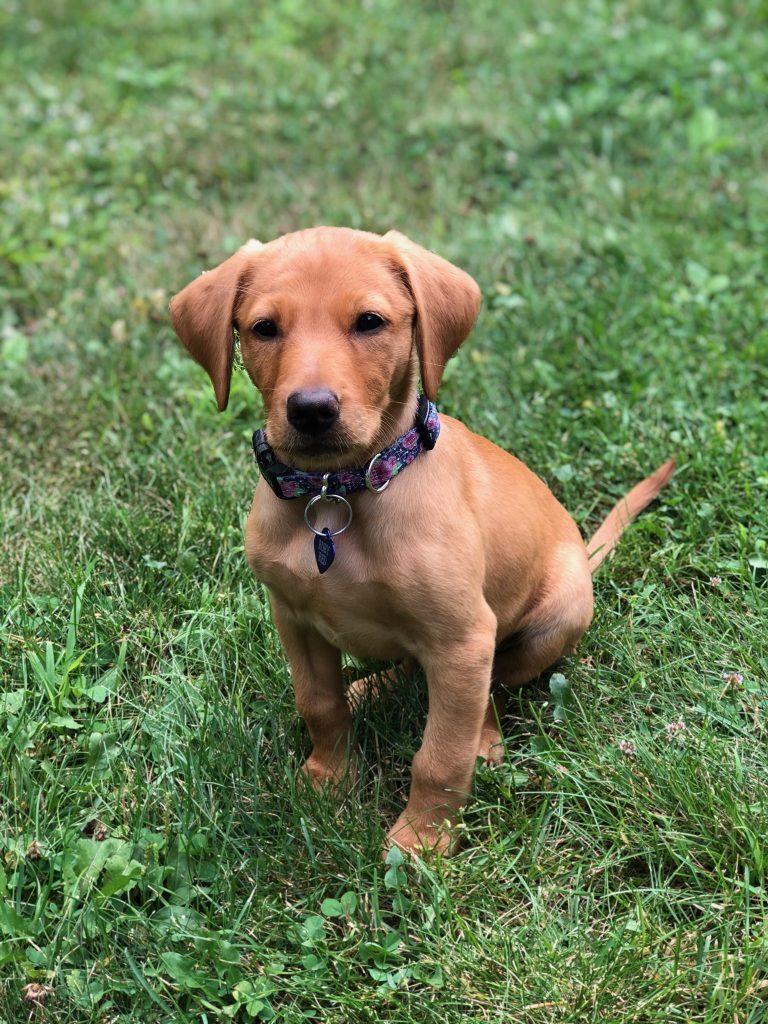 Dams – Grove British Labs