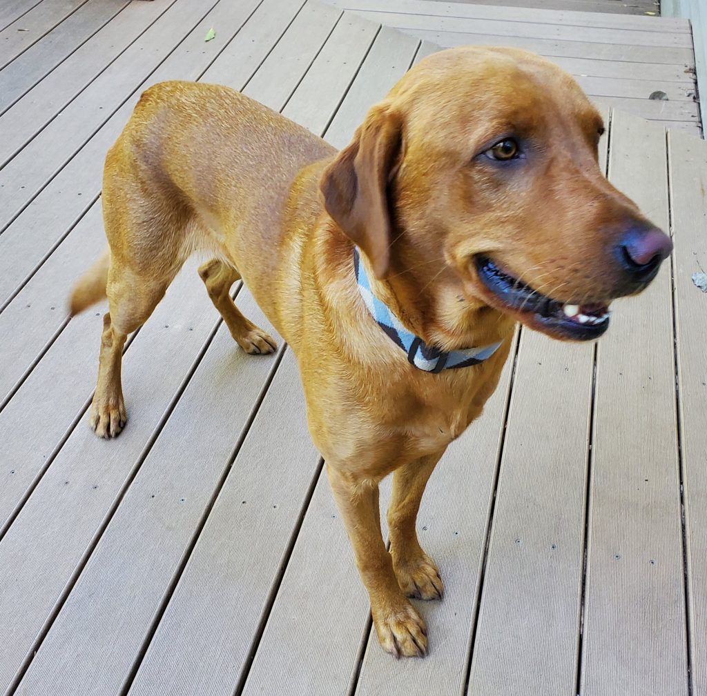 Stud – Grove British Labs