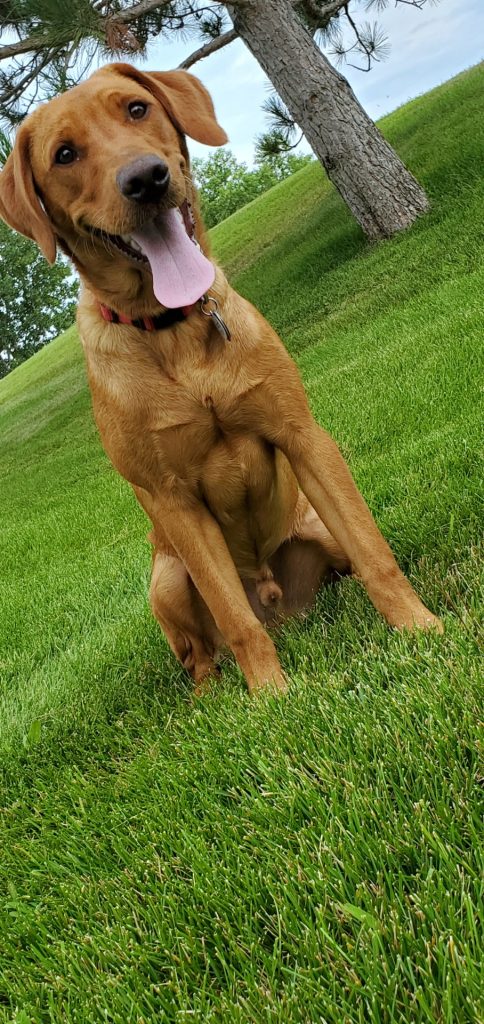 Stud – Grove British Labs